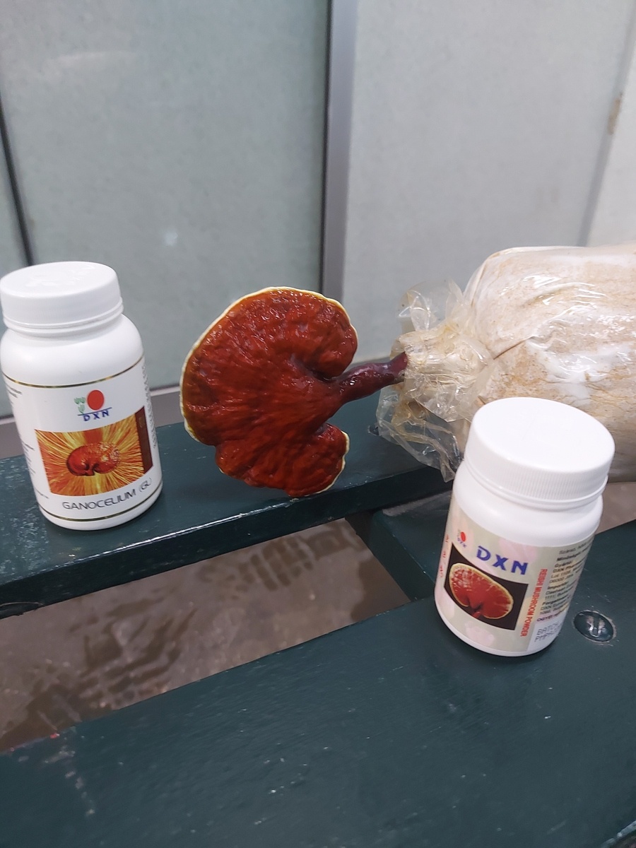 MI a Ganoterápia? - GANODERMA - Nagy Katalin DXN